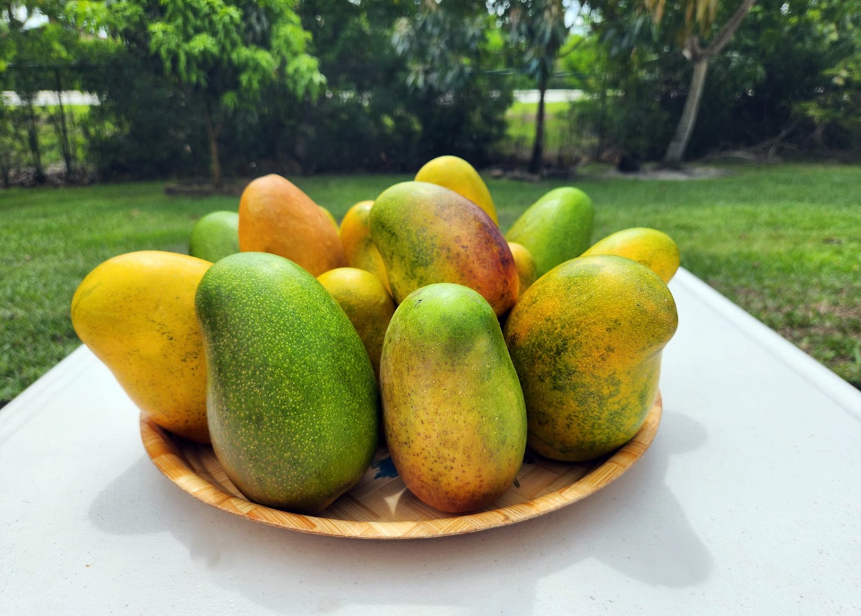 Island SPACE Caribbean Museum Hosts Inaugural Mango Festival